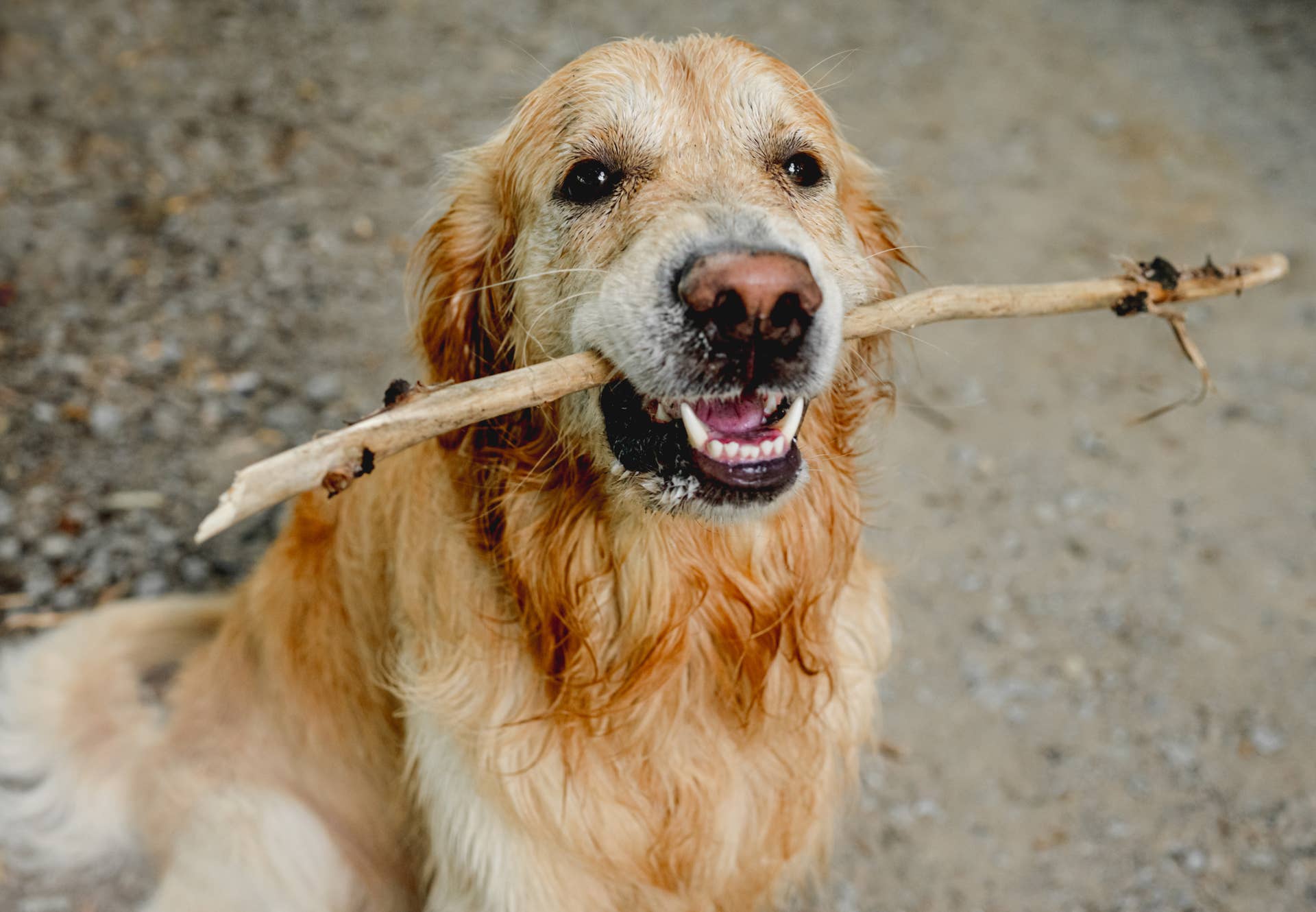Golden Retriever Trying to Fit a Big Stick Through the Doggy Door Is ...