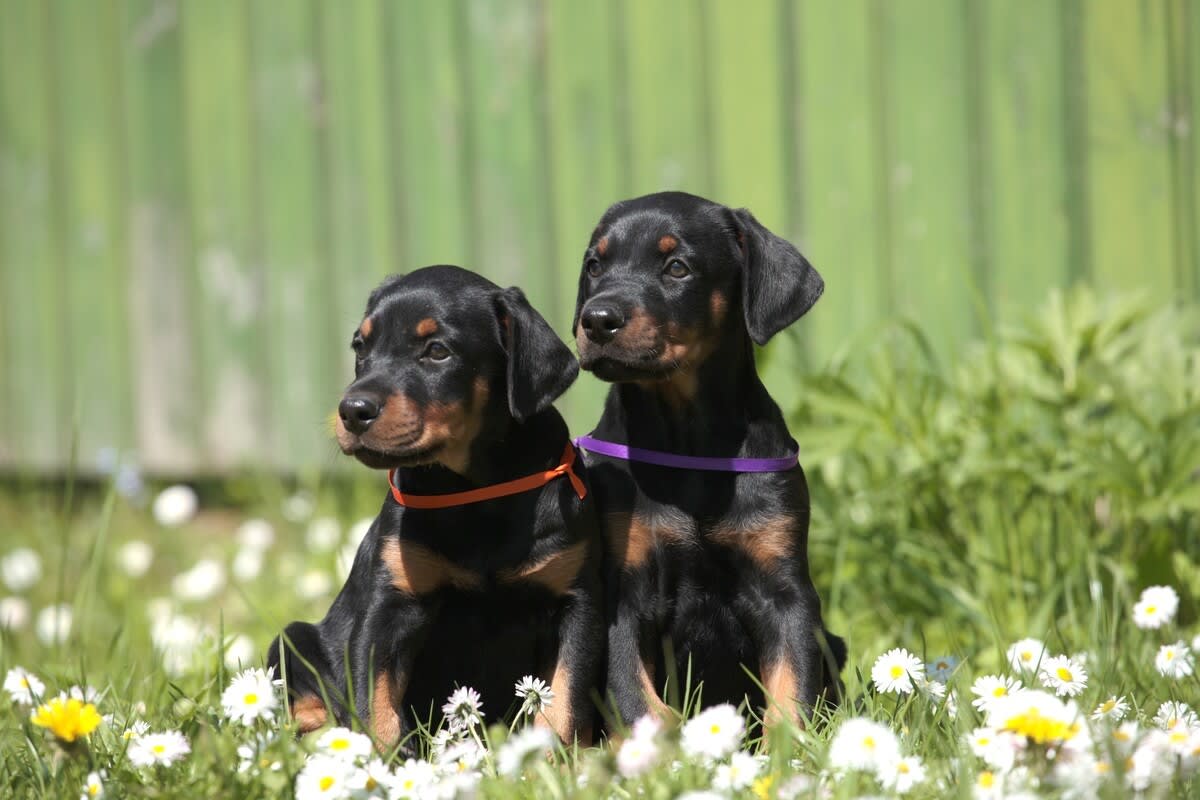 Scared Foster Puppies Find Their Confidence After Growing Up in a First ...