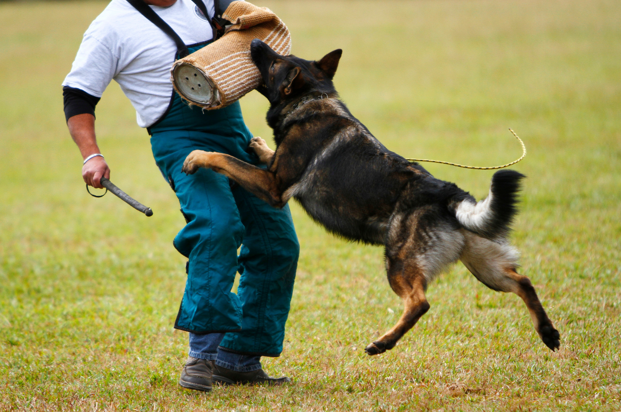 From Playtime To Patrol, German Shepherd Puppies Begin Their K-9 ...