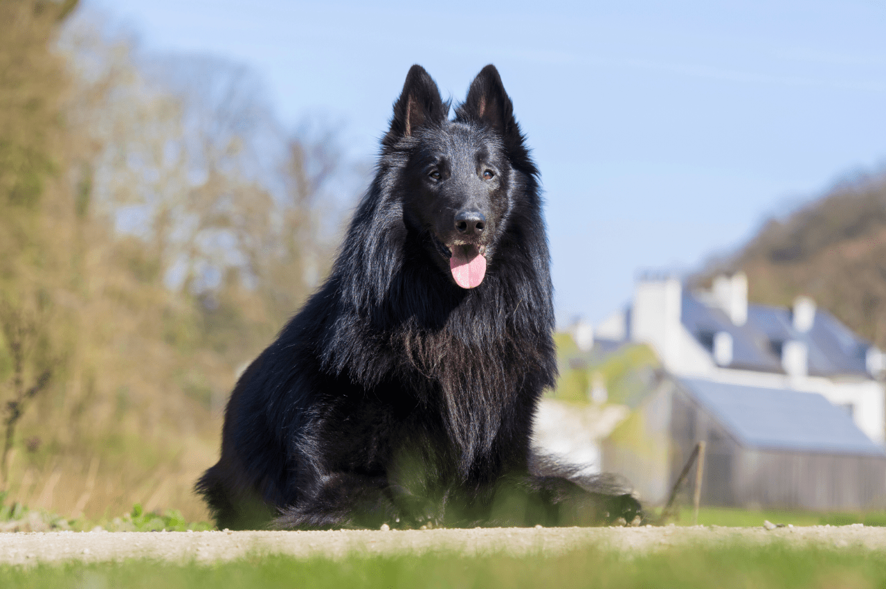 5 Best Shepherd Dog Breeds for Protection