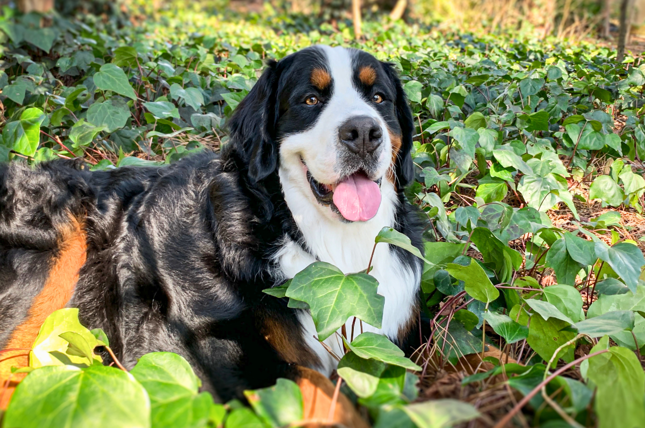 Giant Mountain Dog
