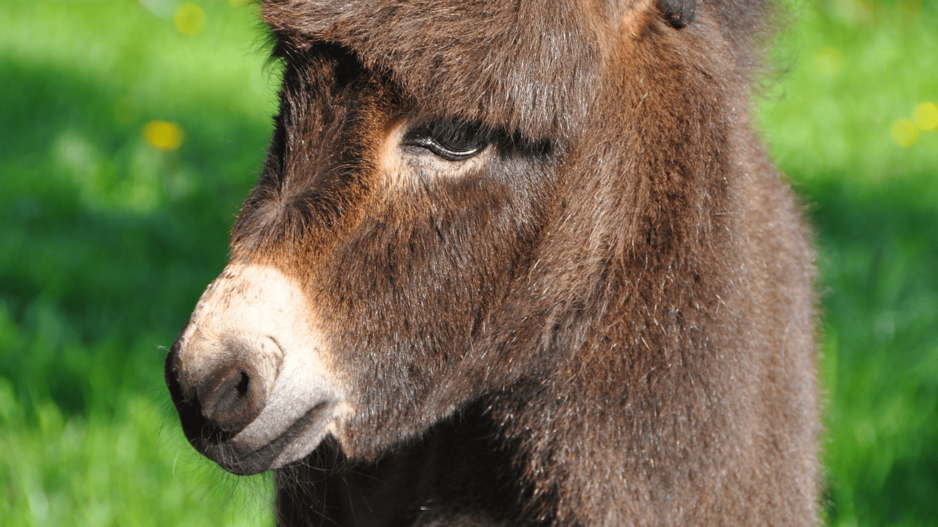 2-Day-Old Baby Donkey Gets Zoomies for the First Time and Peak Cuteness ...