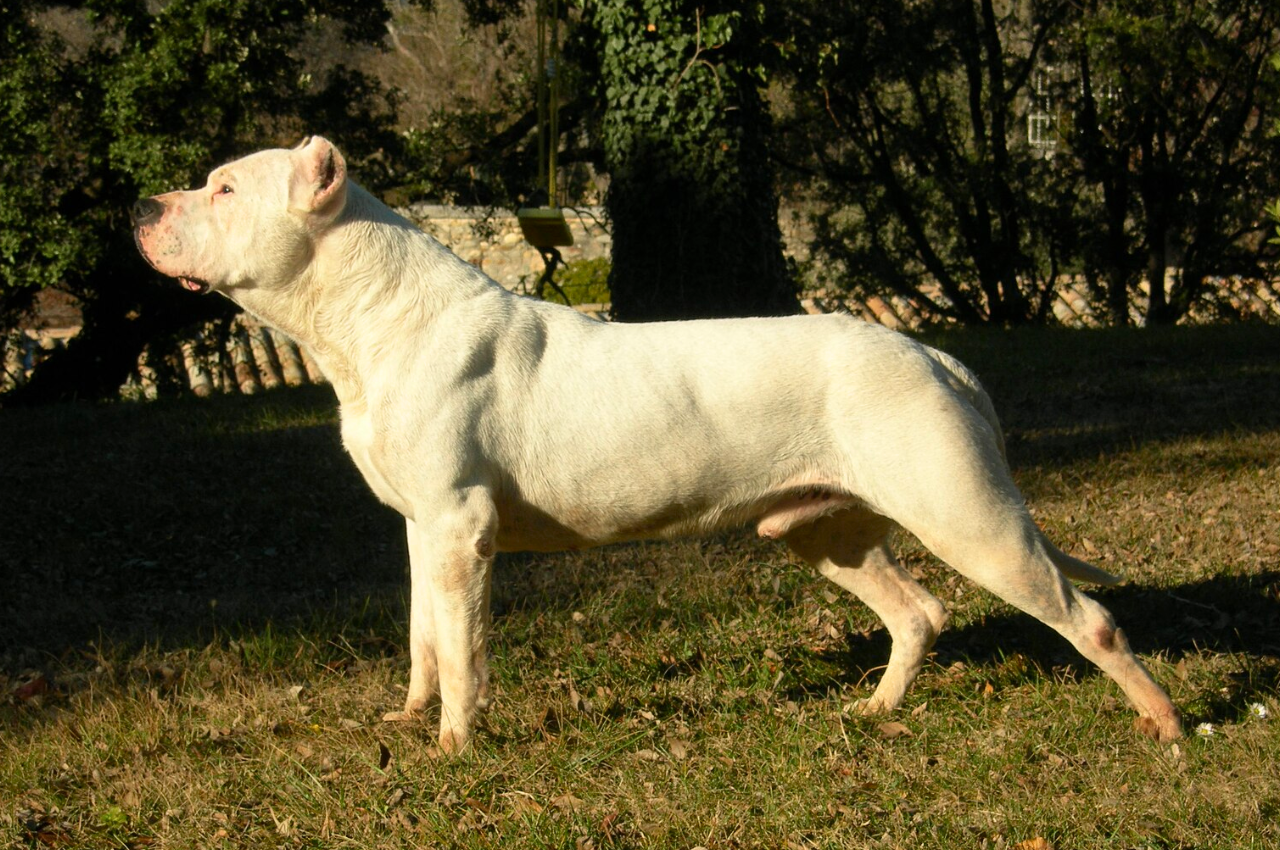 5 Great Dog Breeds From Latin America