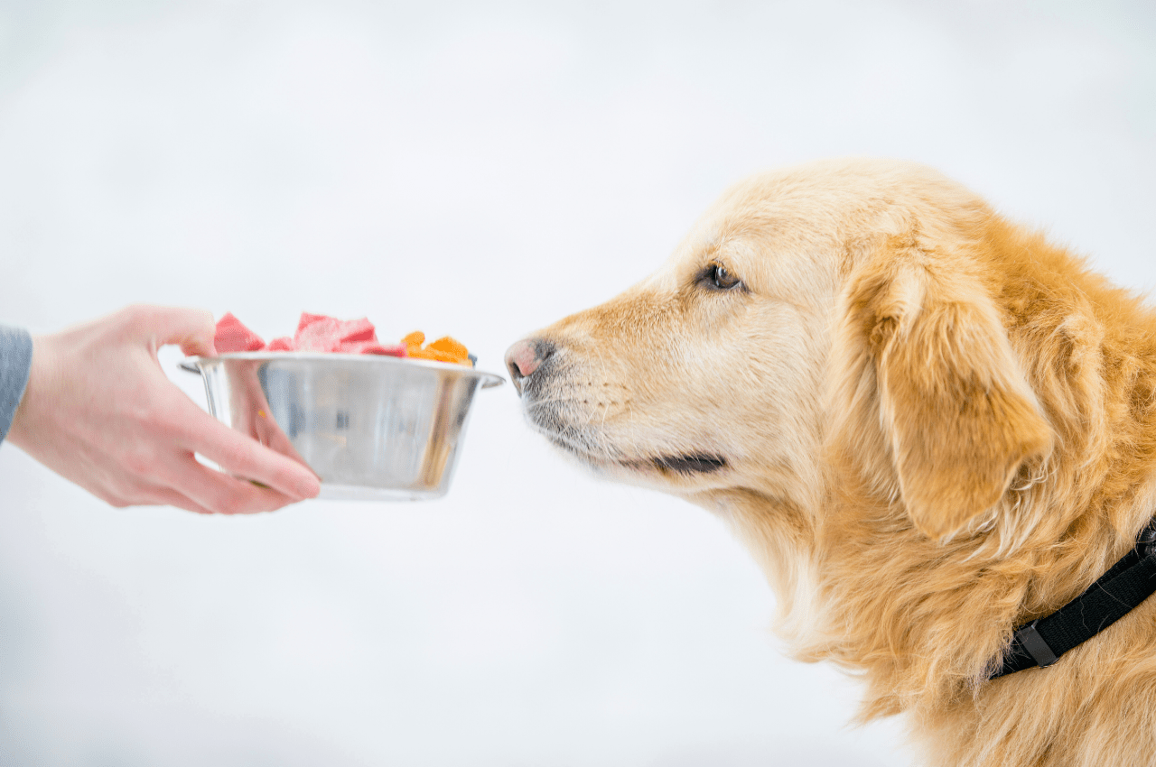 Best Diet for Dogs with Pancreatitis, According to an Expert Vet ...