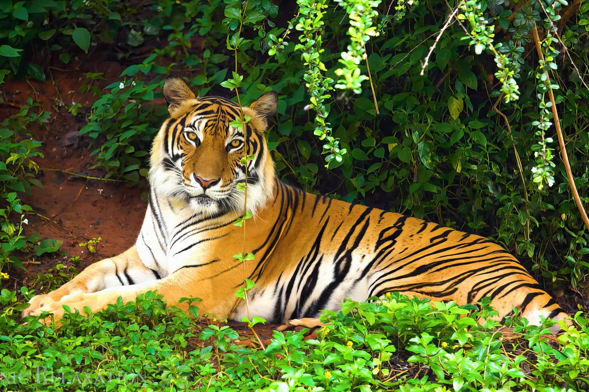 Big Cat Rescuer Breaks Down the ABC'S of 'Tiger Language' and It's ...