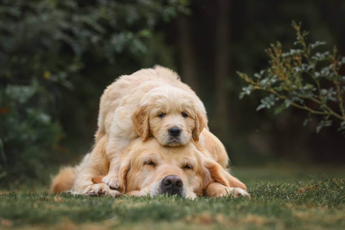 Golden Retriever and Puppy Sibling Are the Ultimate Walking 'Partners ...