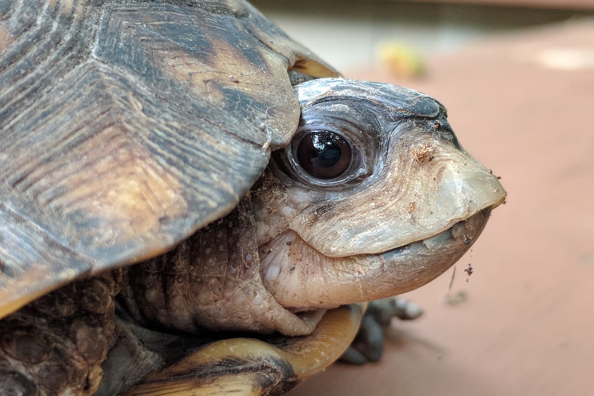 Stunning Transformation of Wounded Pet Turtle Kept on Kitchen Floor for ...