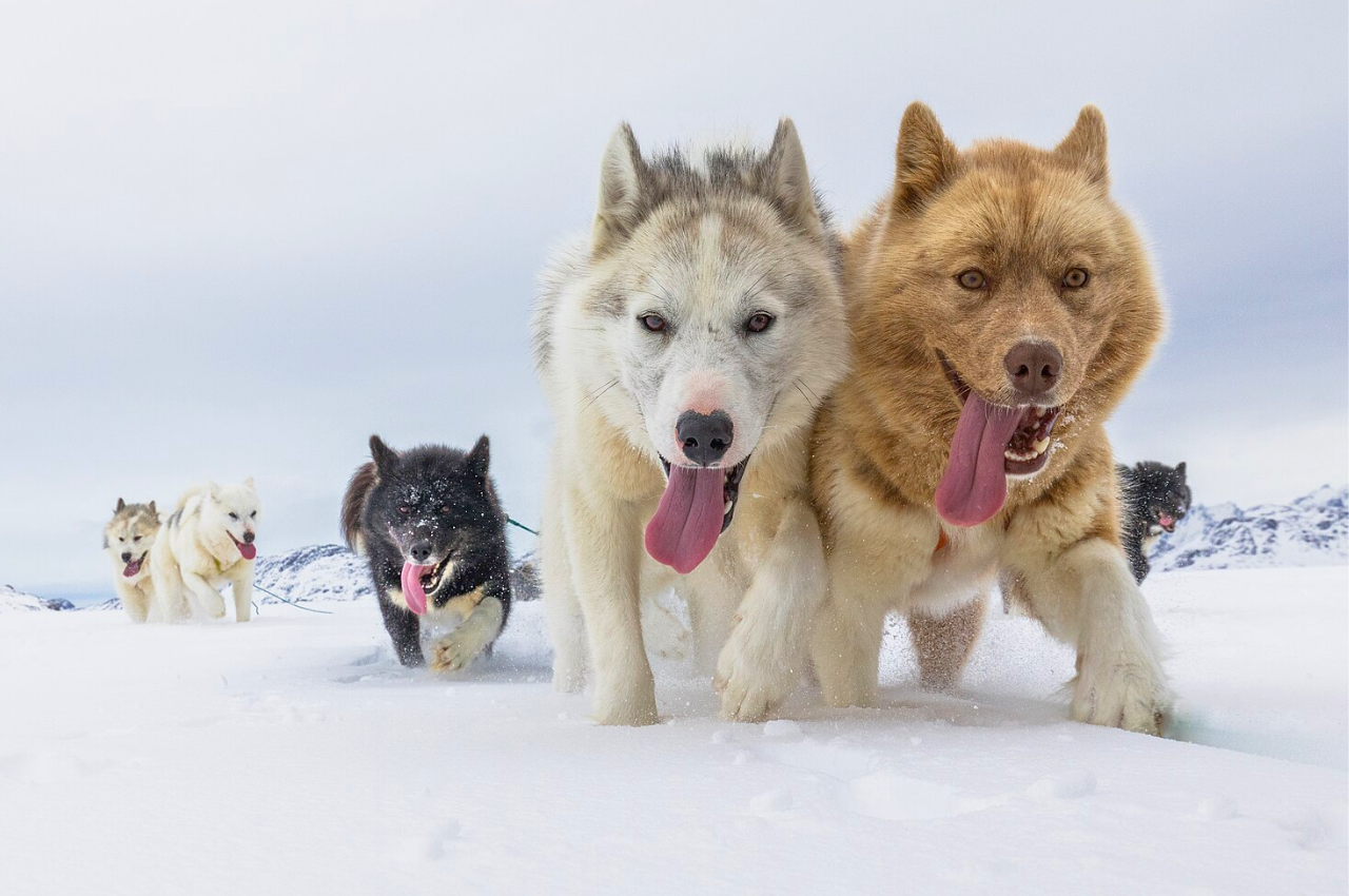 The 5 Best Large Dog Breeds From Canada - PetHelpful