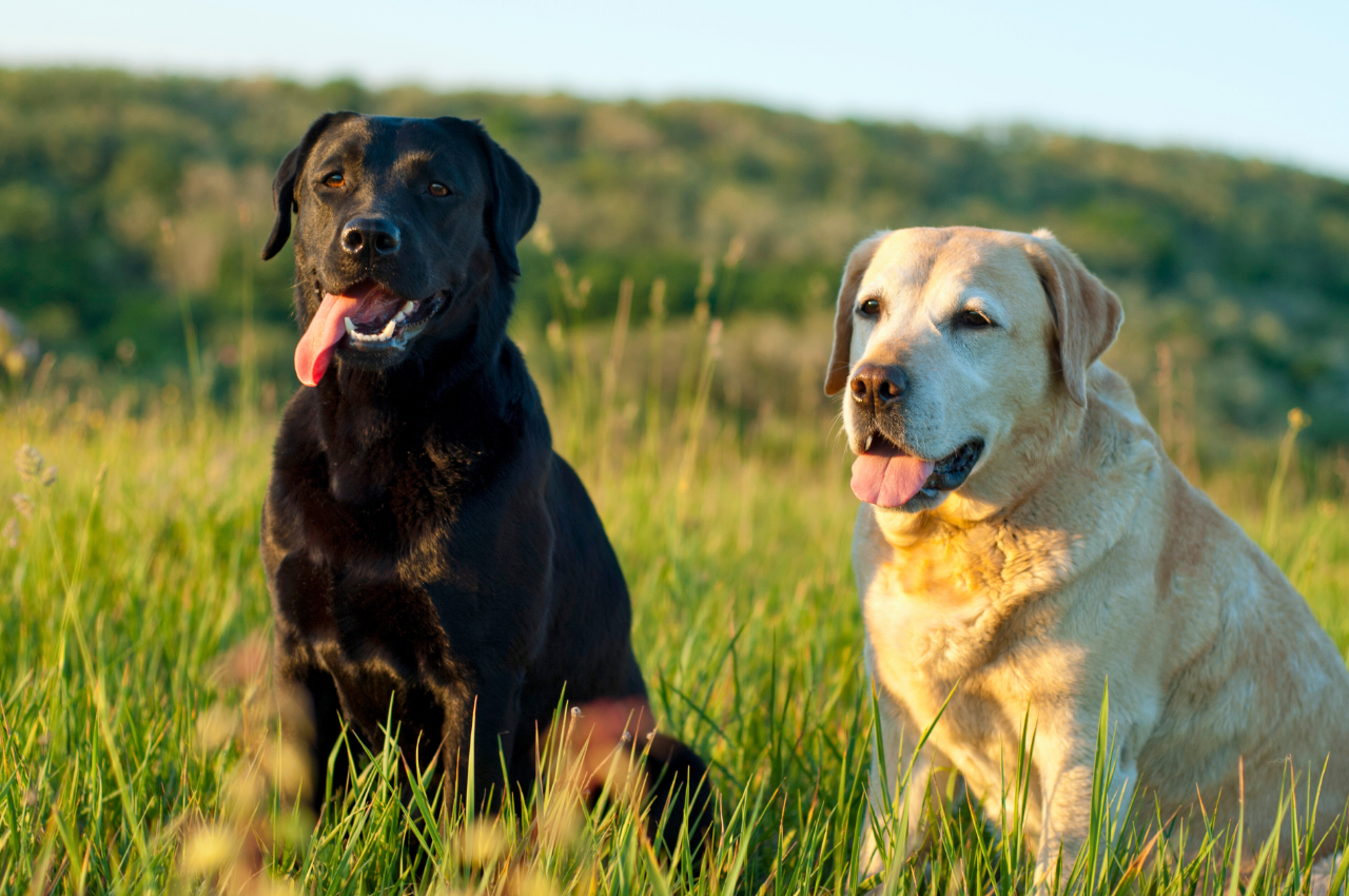 The 5 Best Large Dog Breeds From Canada - PetHelpful