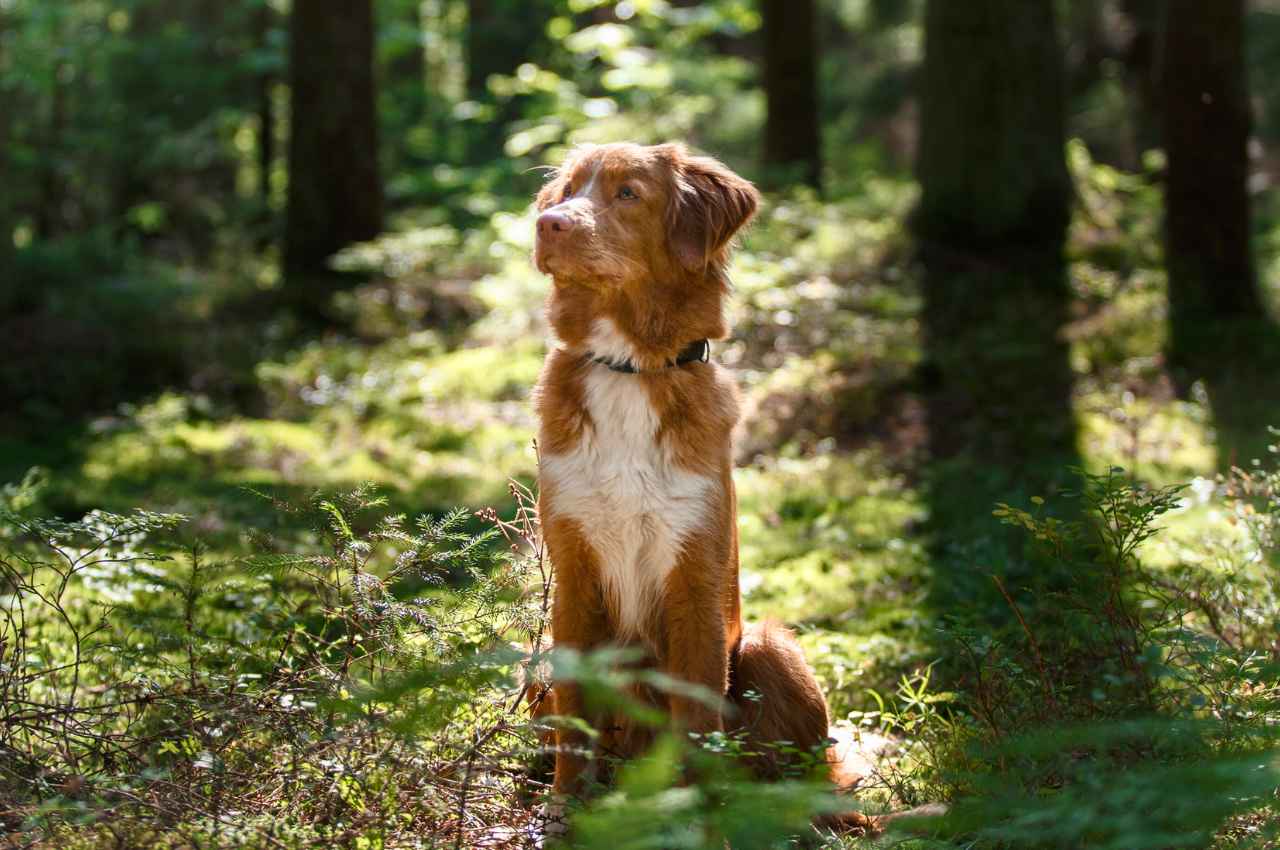 The 5 Best Large Dog Breeds From Canada - PetHelpful