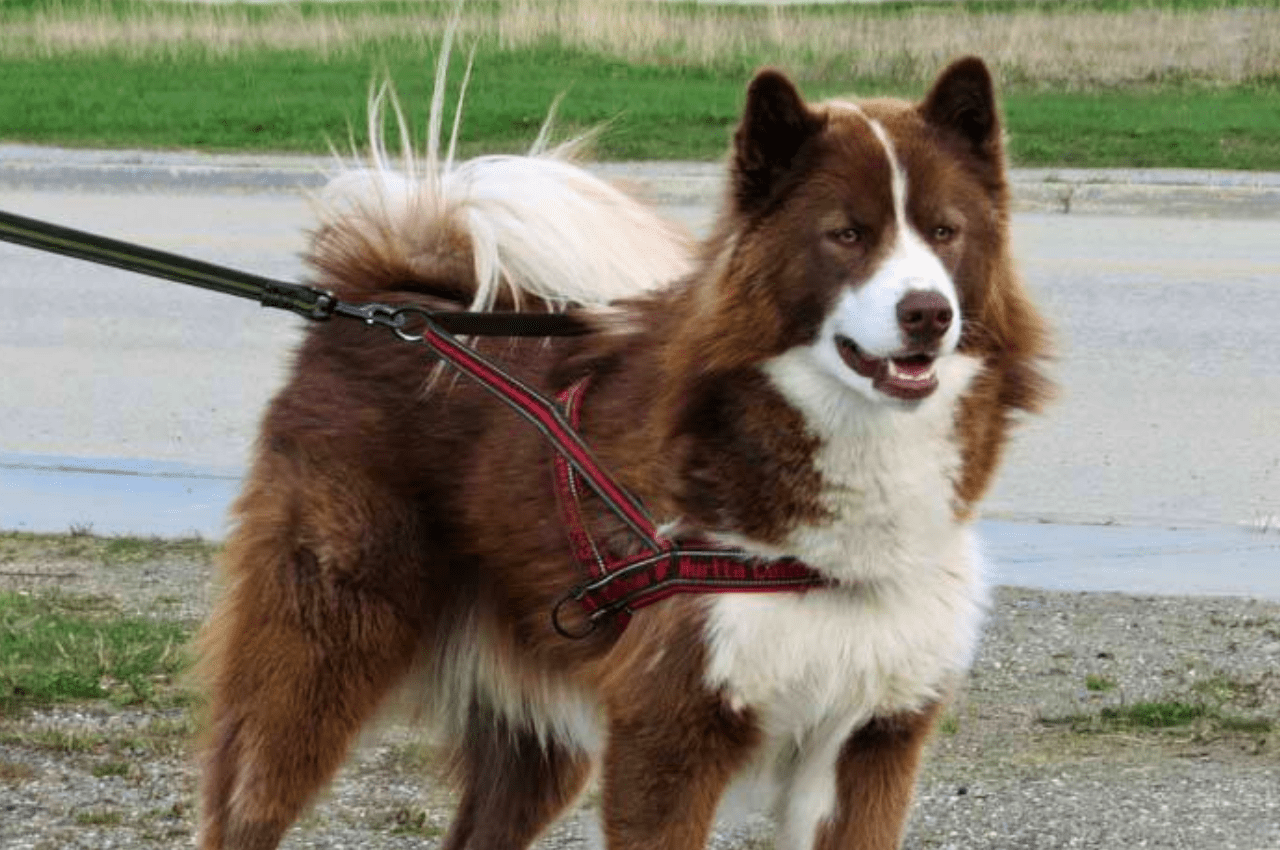 Dog Breeds From Canada