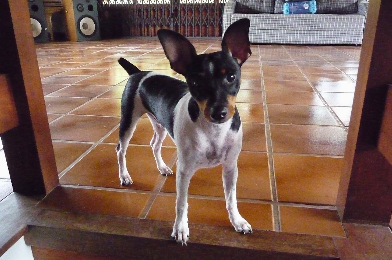 5 Great Dog Breeds From Latin America