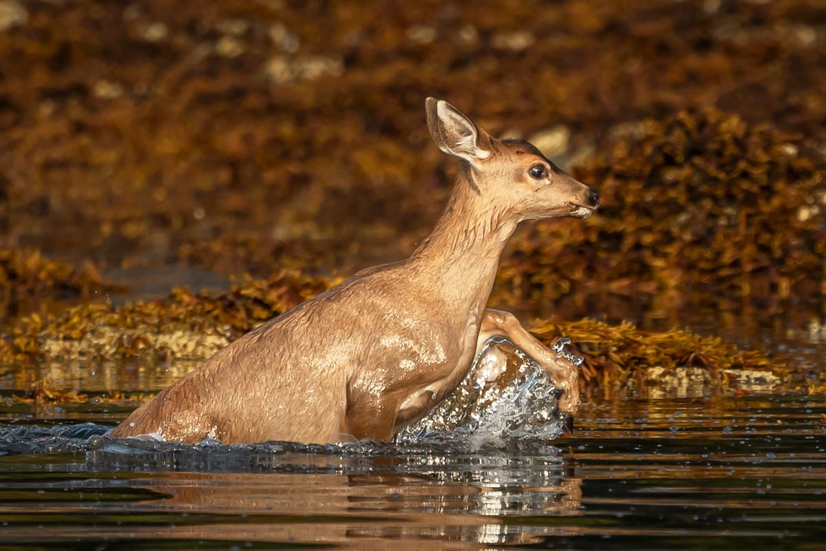 Florida Lifeguards Pull Helpless Deer From Ocean Waves After Hearing ...