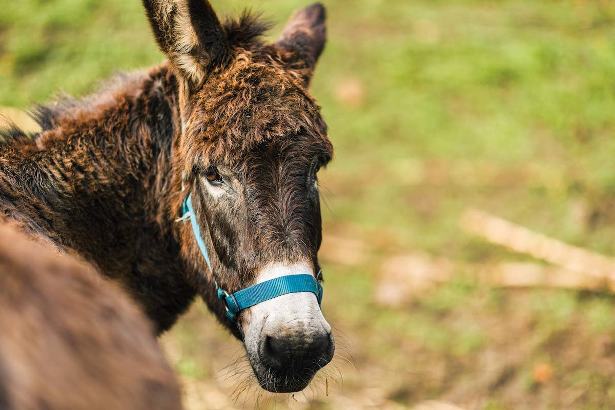 Moment Rescued Donkey's Has Halter 'Embedded in Her Skin' Finally ...