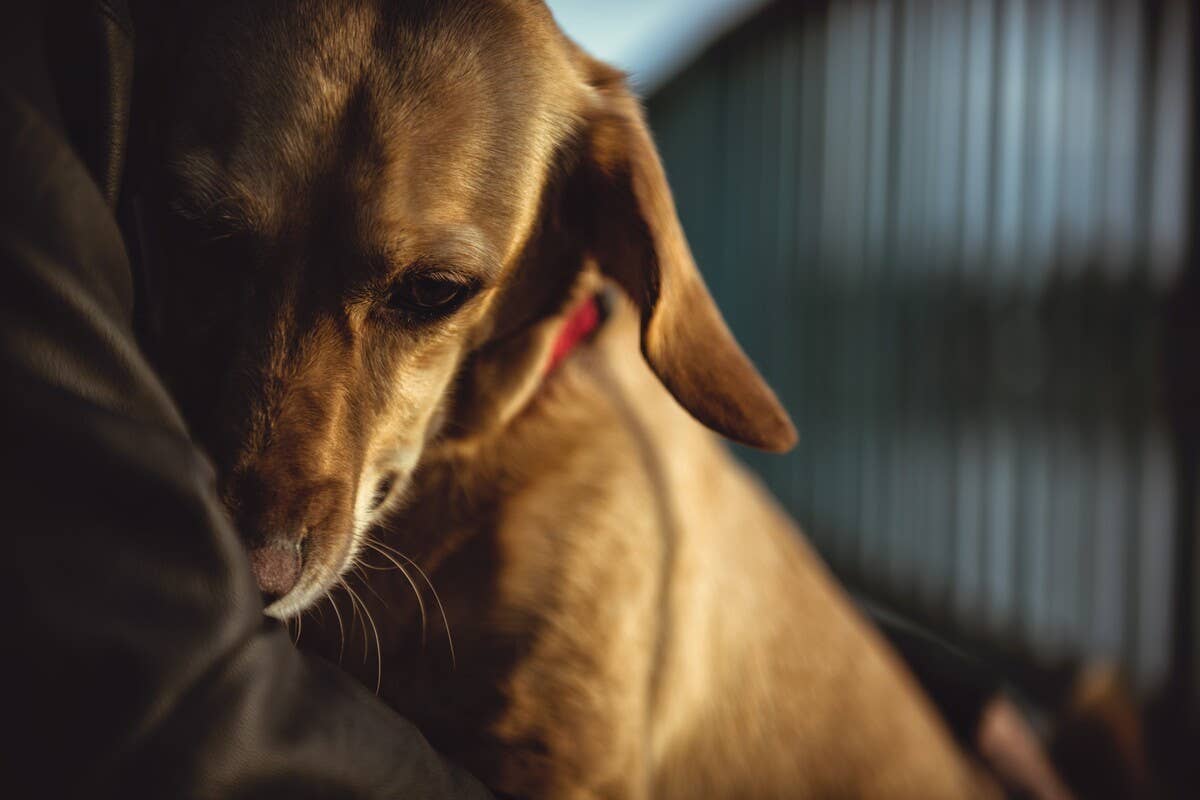 Kindhearted Shelter Dog 'Shakes with Fear' After Family Decided They ...