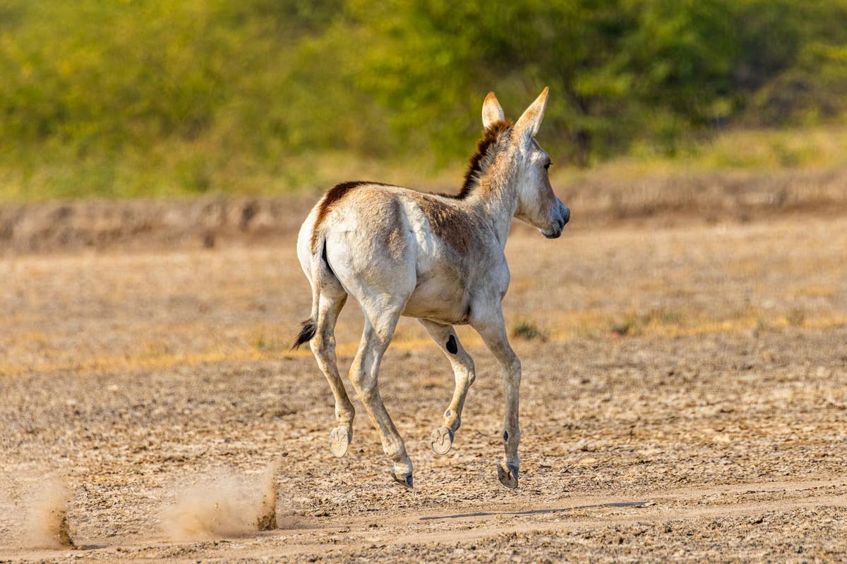 2-Day-Old Baby Donkey Gets Zoomies for the First Time and Peak Cuteness ...