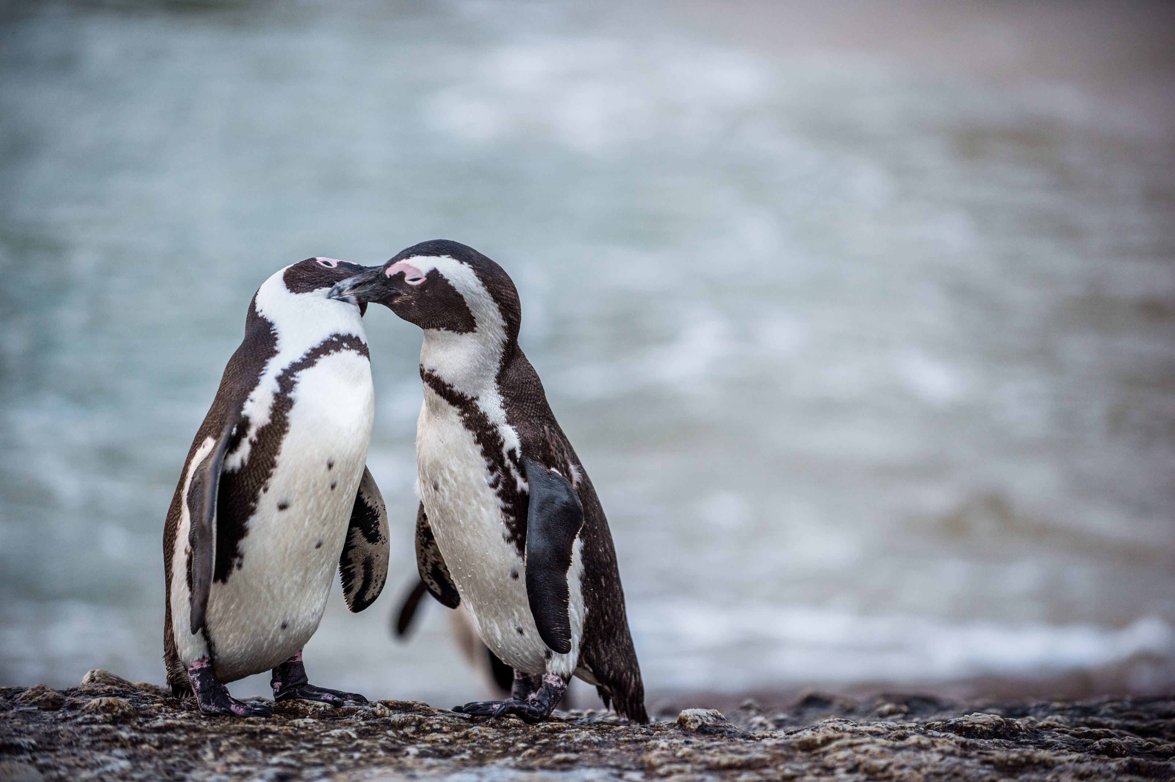 Male Penguin Bringing Female 'Every Pebble He Can Find' Could Teach ...