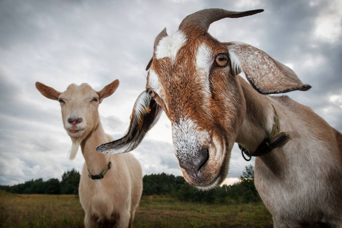 Goats' Epic 'Punishment' for Being Naughty Has Everyone Totally ...