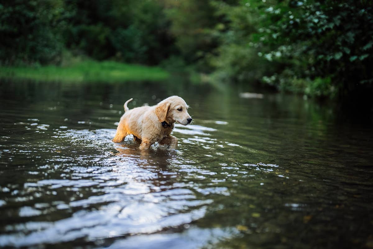 Golden Retriever Pup’s Follow-the-Leader Flub at River Crossing Is ...