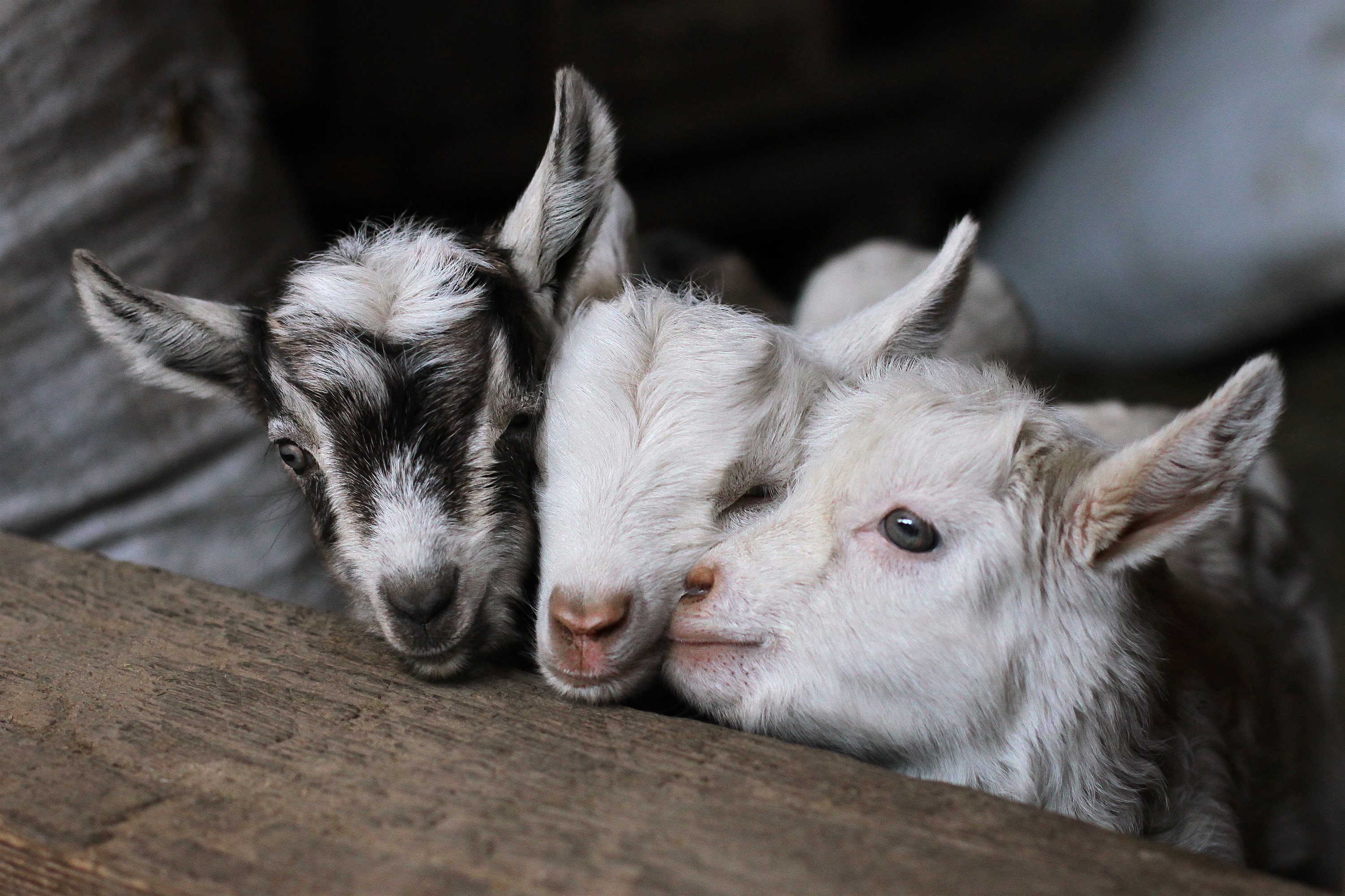 Goat’s Ultra-Unhinged Singing Voice Has People Replaying the Video ...