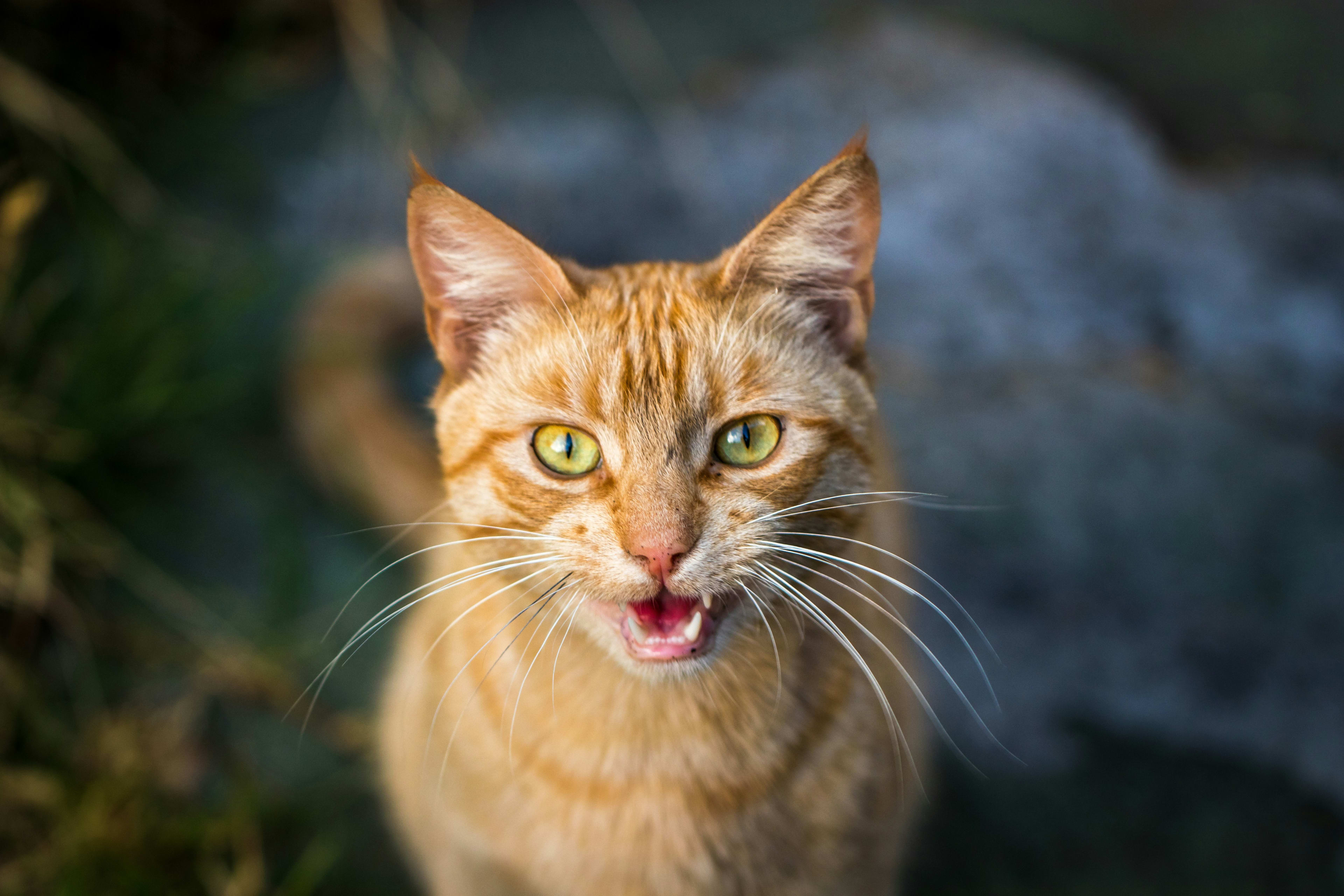 Why Is My Cat Meowing So Much? 10 Potential Reasons - PetHelpful