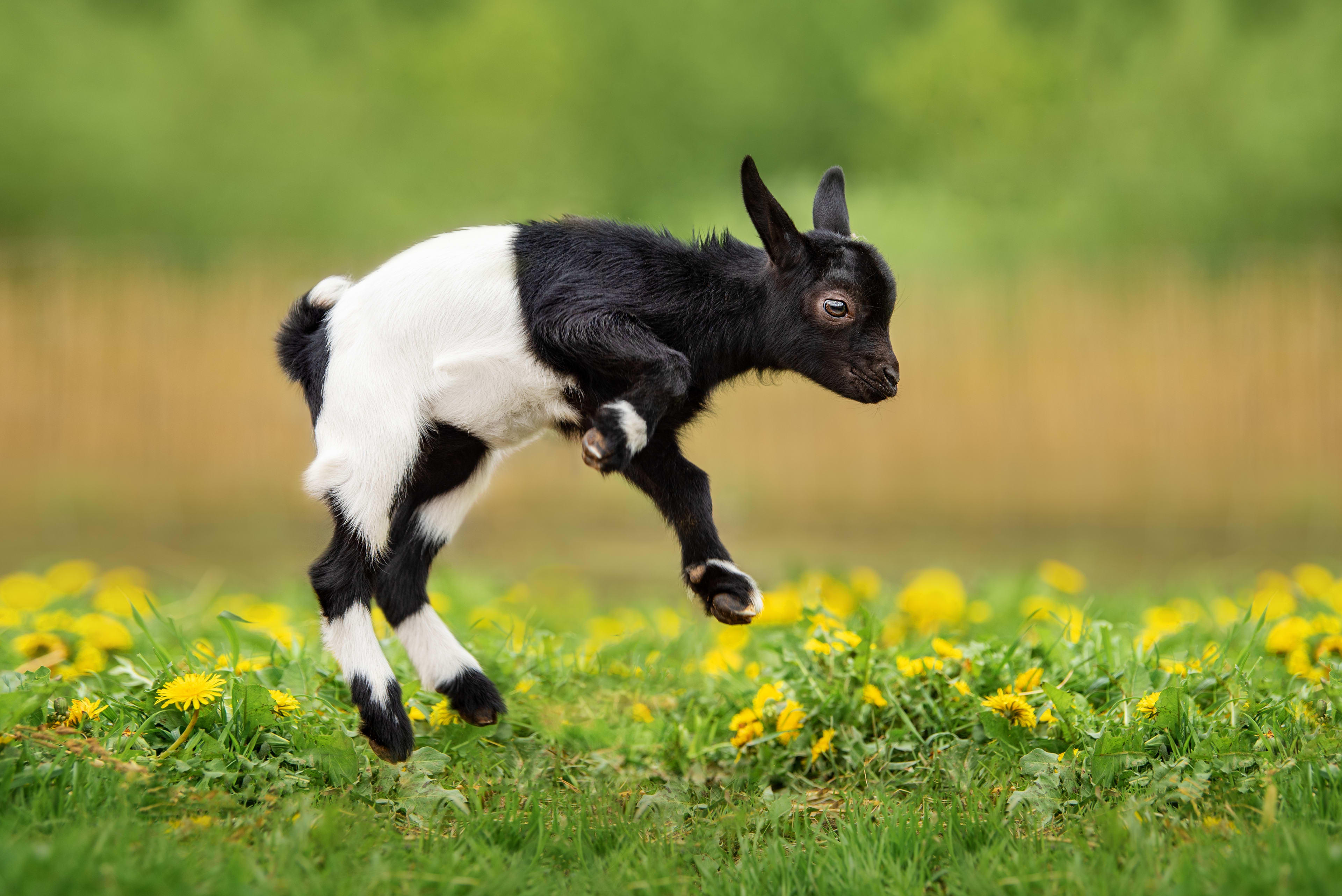 Tiny Goat Named 'Mouse' Who's Half the Size of Her Siblings Has the ...