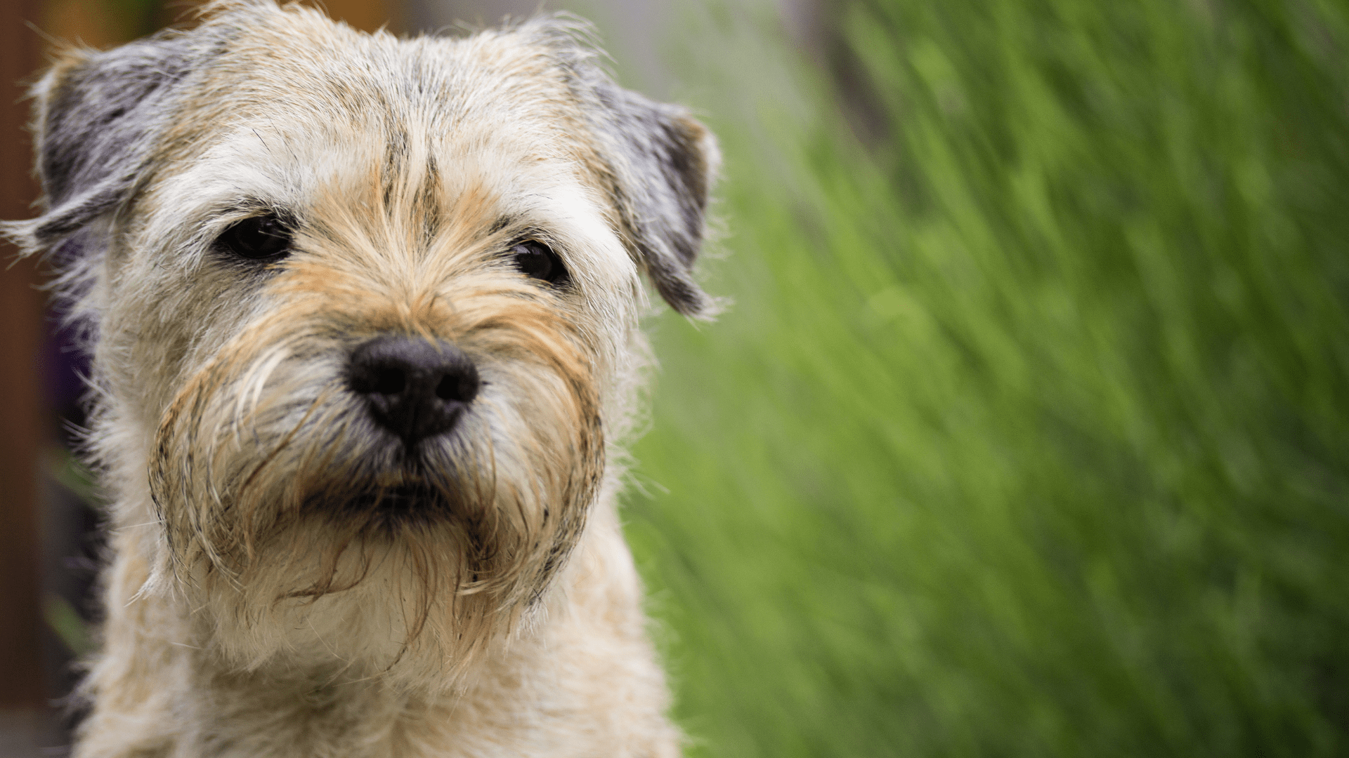 Border Terrier's Hilarious 'Grumbles' Make Him Sound Like He's 'Full of ...
