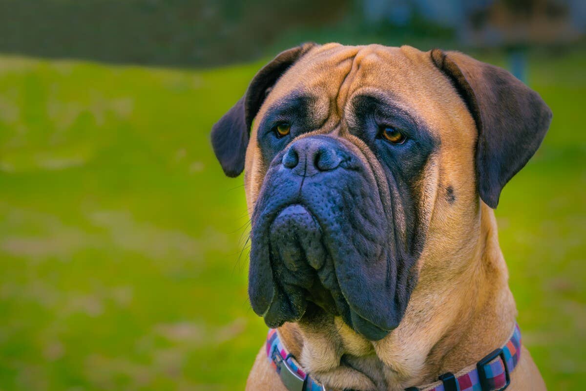 Mastiff Has Zero Regrets After ‘Eating’ the Floor in Unbelievable Video ...