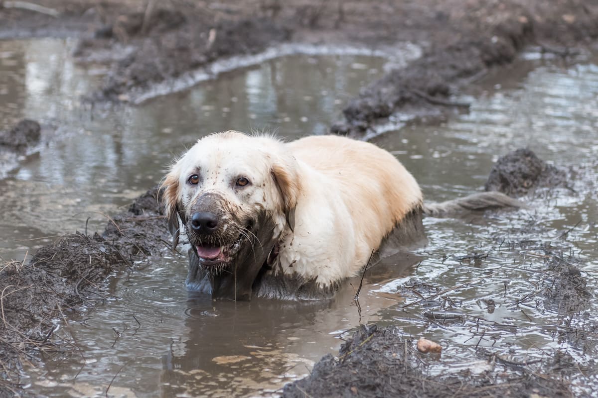 German Shepherd Turns Into Living Mud Monster During Epic Mud Bath ...