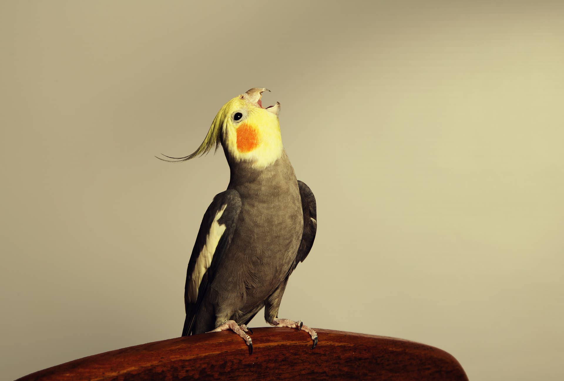 Moment Cockatiel Sings for the First Time Is So Full of Pure Sweetness ...