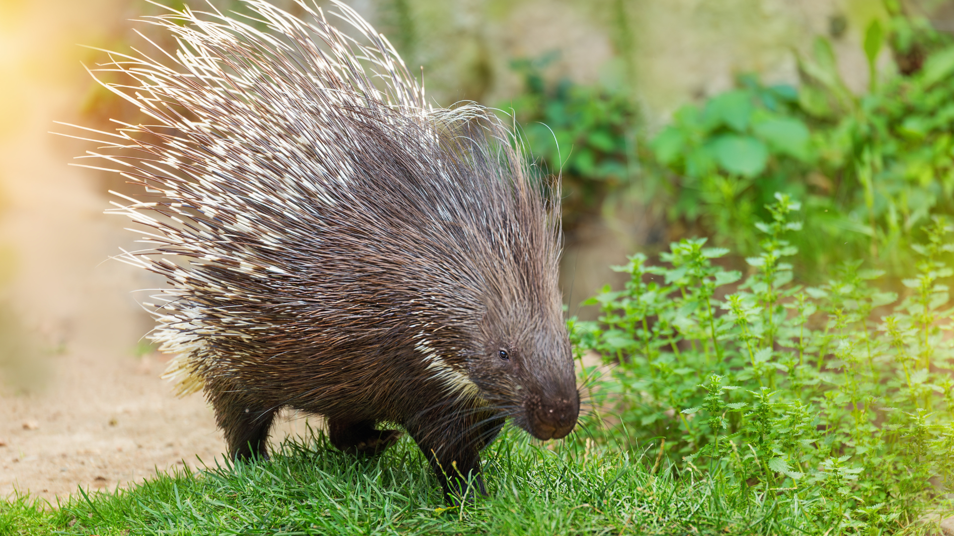 African Crested Porcupine Cub’s Post-Breakfast Zoomies Are So Cute We ...