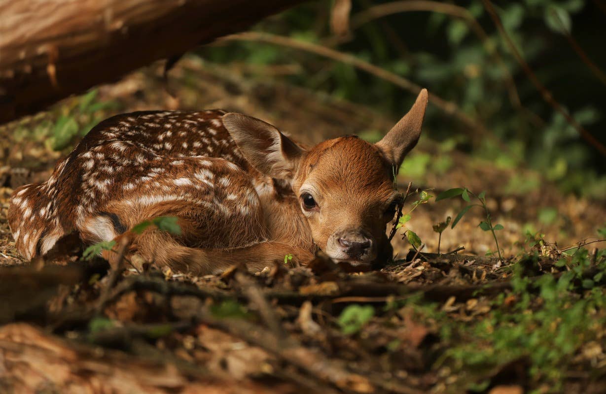 Golden Retriever Makes Friends with a Tiny Fawn and It's the Cutest ...