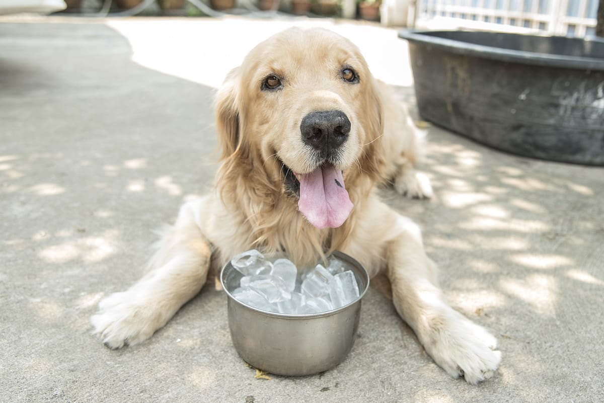 Always Full's Set-and-Forget Pet Water Bowl Keeps Itself Clean - PetHelpful