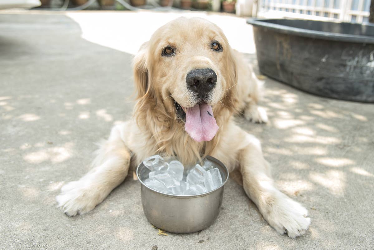 Cute Dogs Drinking Water