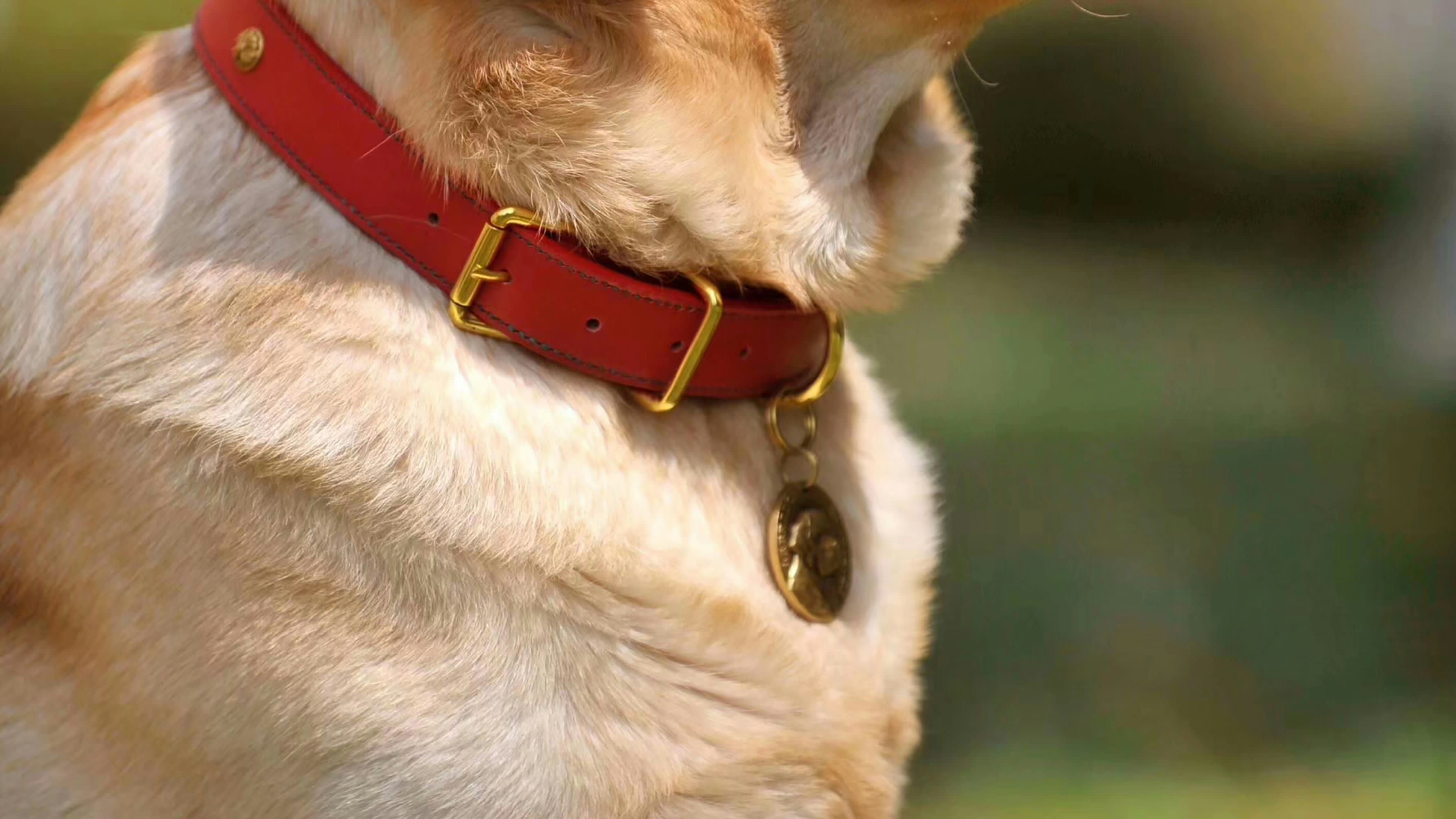 4 Little-Known Dog Collar Risks You Should Be Aware Of - PetHelpful