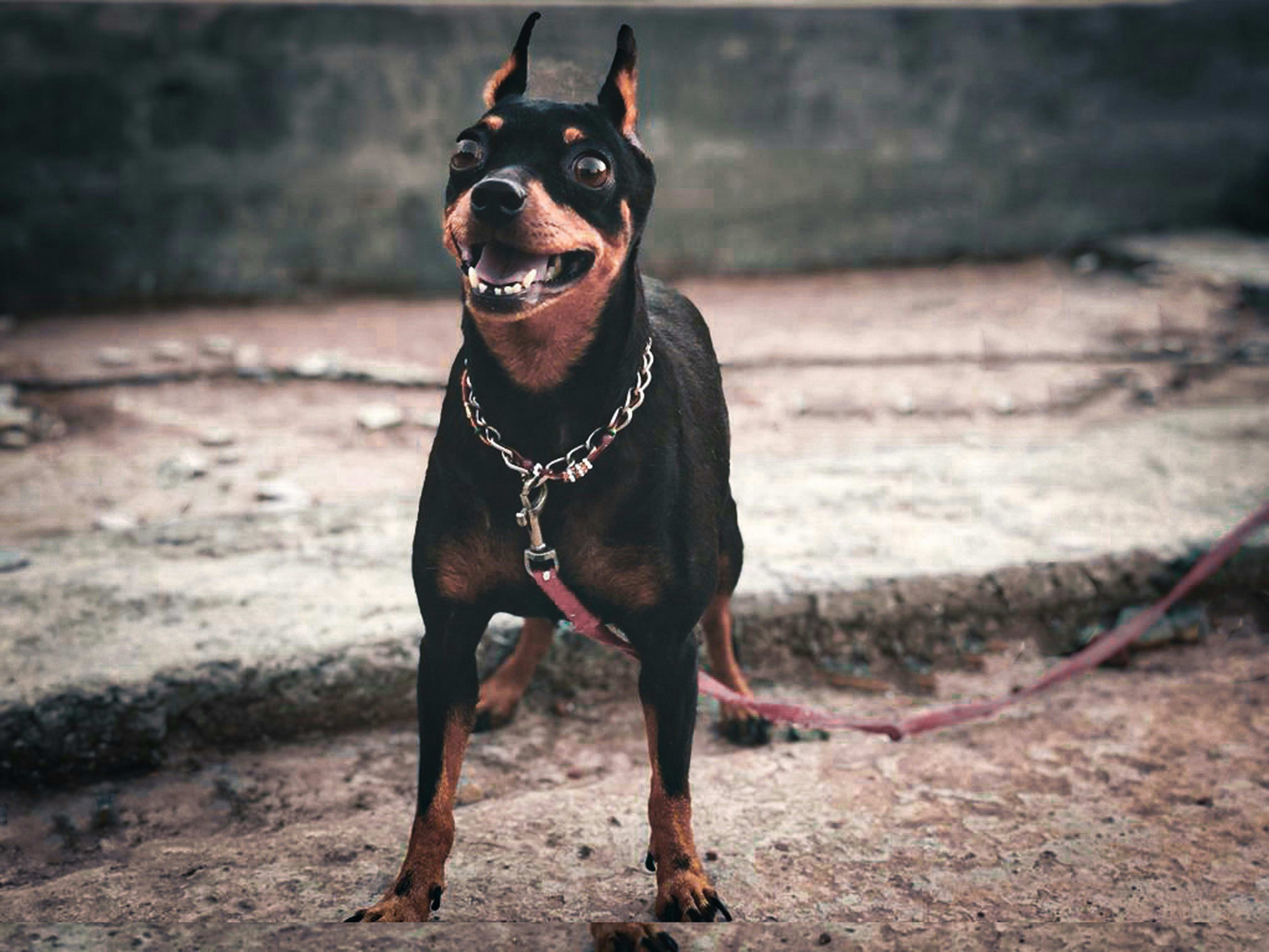 4 Little-Known Dog Collar Risks You Should Be Aware Of - PetHelpful