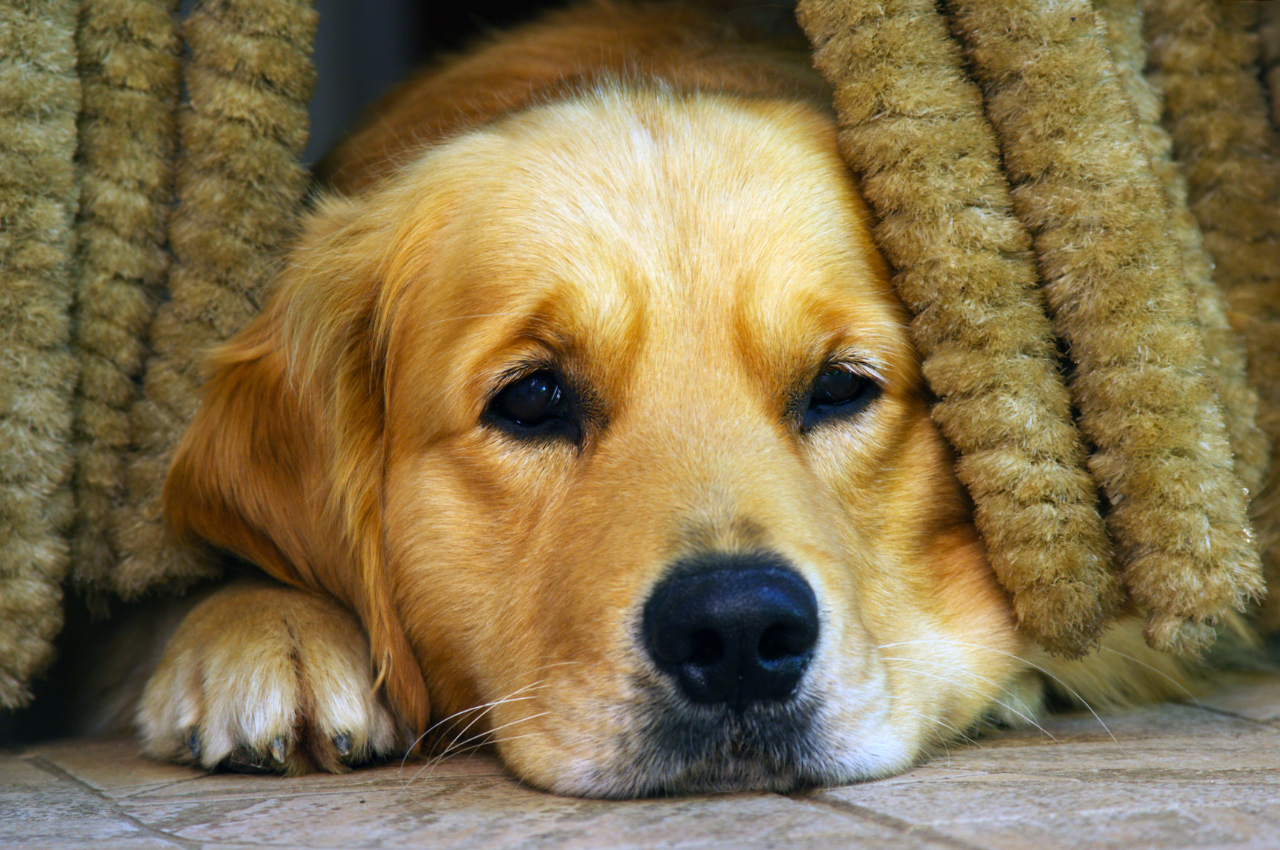 PetHelpful - Helping You in Your Pet Journey