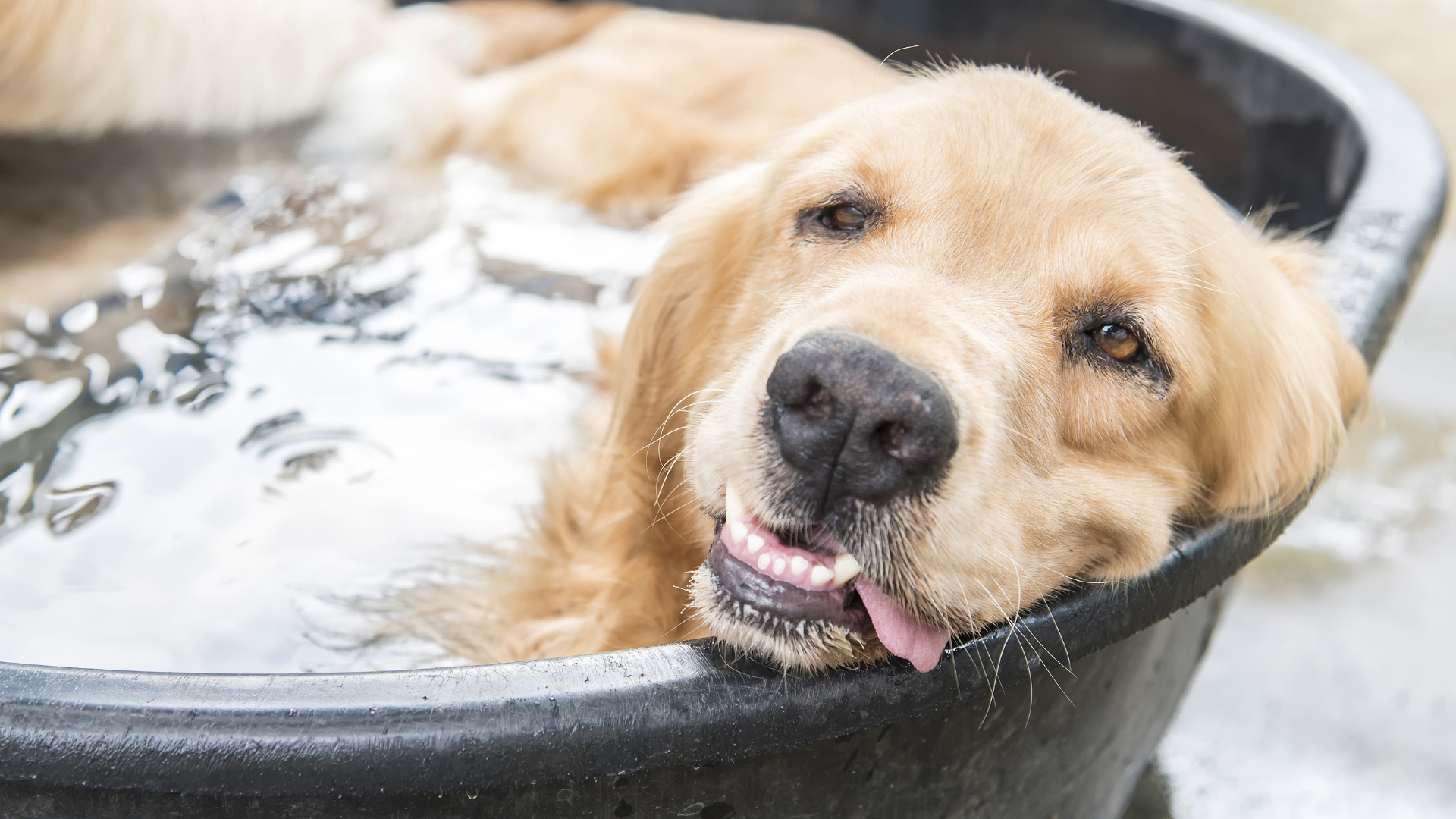 Golden Retriever Swimming ‘Upside-Down Laps’ Is the King of the Pool ...