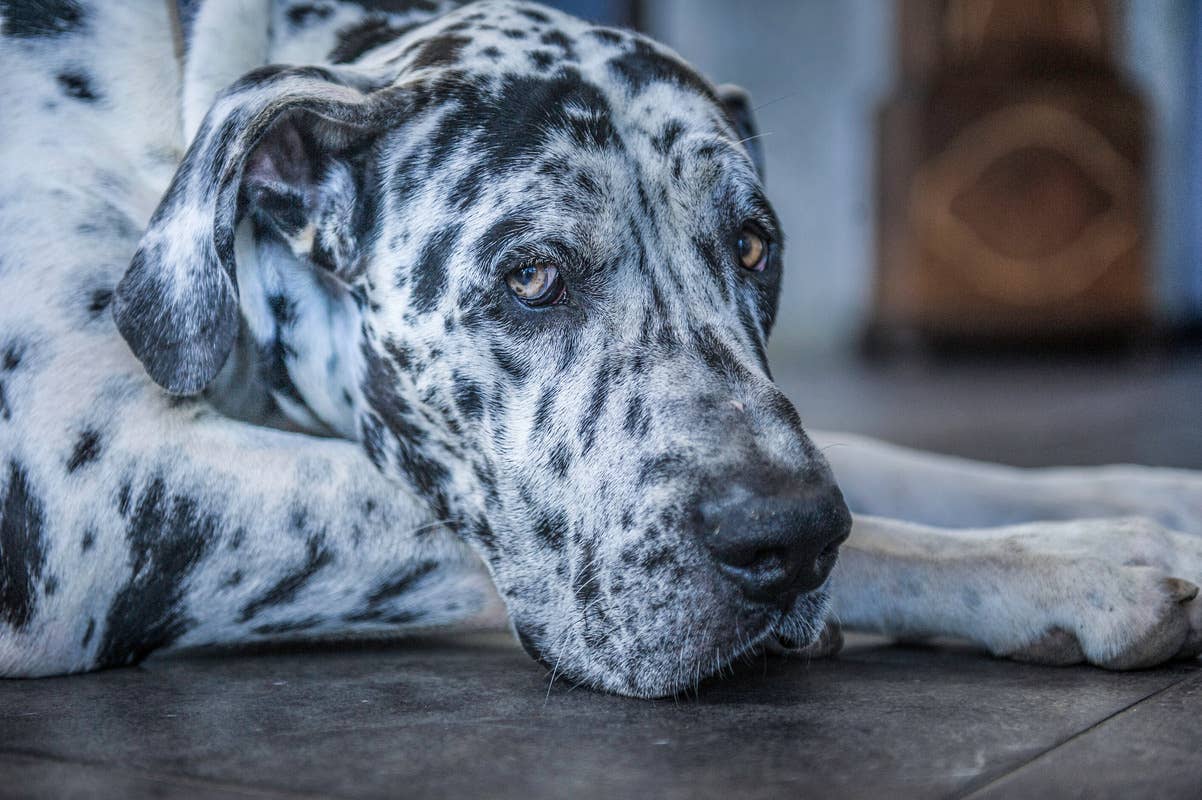 Great Dane Trying to Play With Smaller Pet Siblings Is Breaking Hearts ...