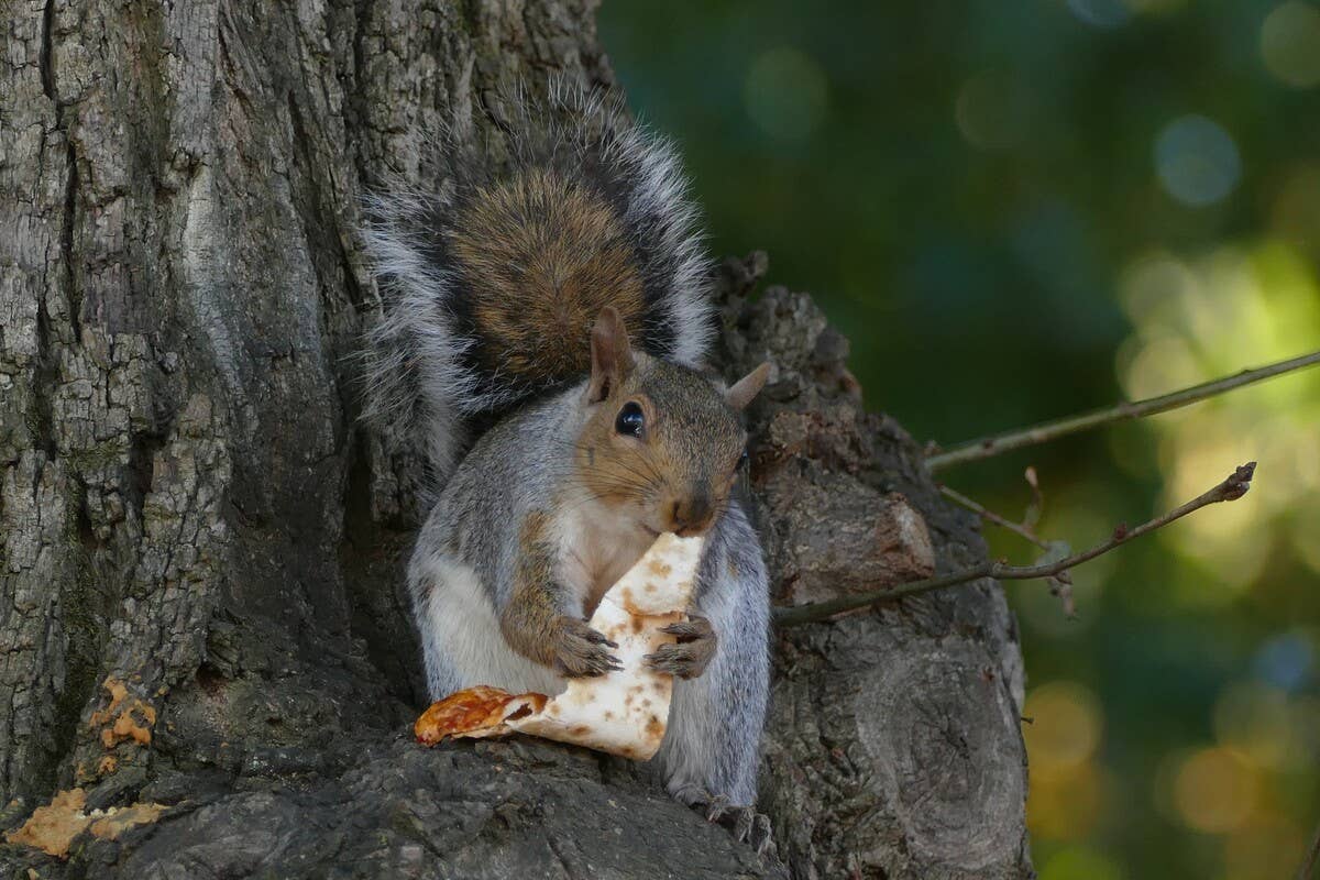 Squirrel Goes to Town on Pizza Slice in NYC Like a Regular New Yorker ...