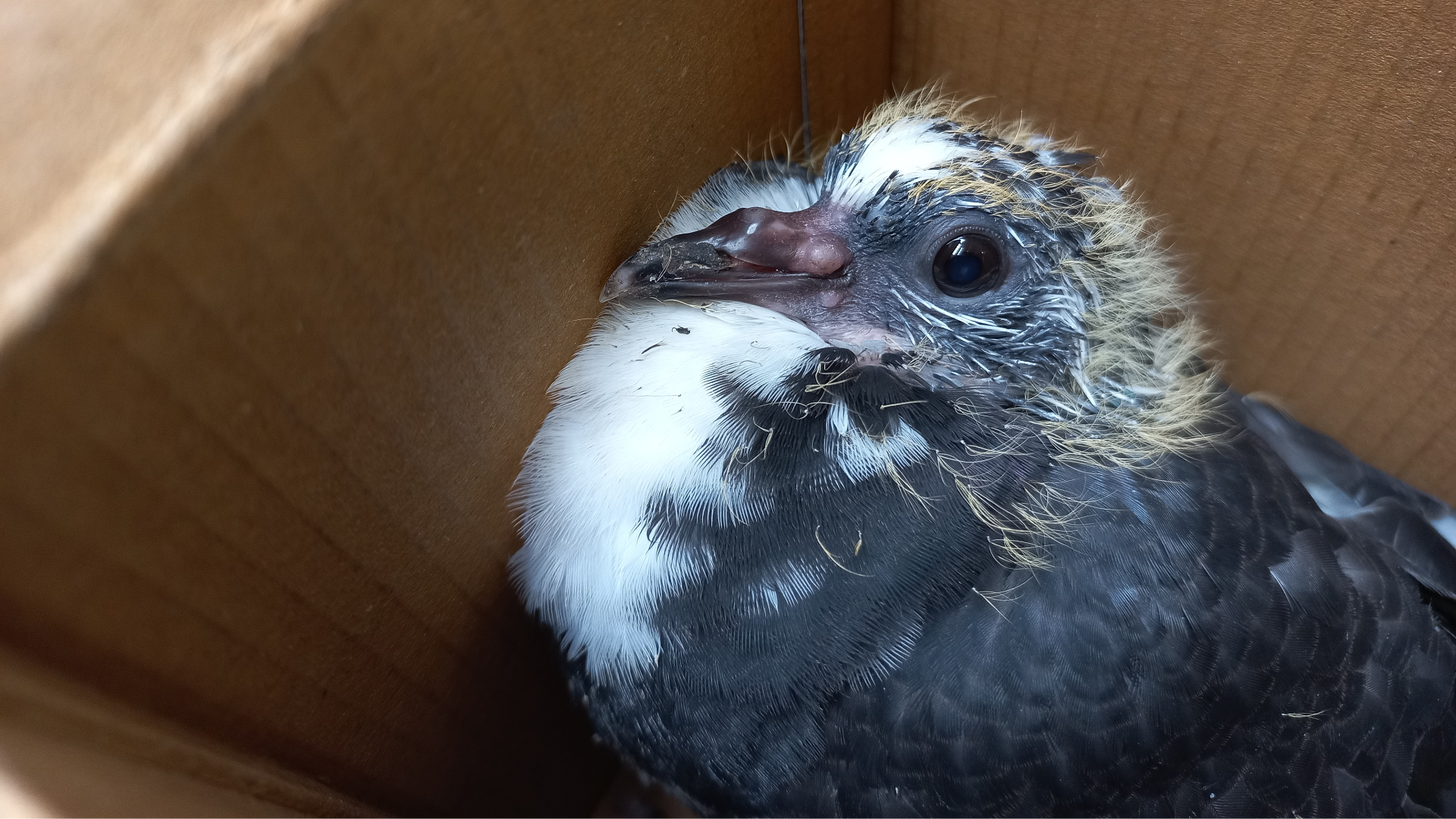 Kind Woman's Attempt to Help Baby Pigeon Who Fell Out of Nest Is Full ...