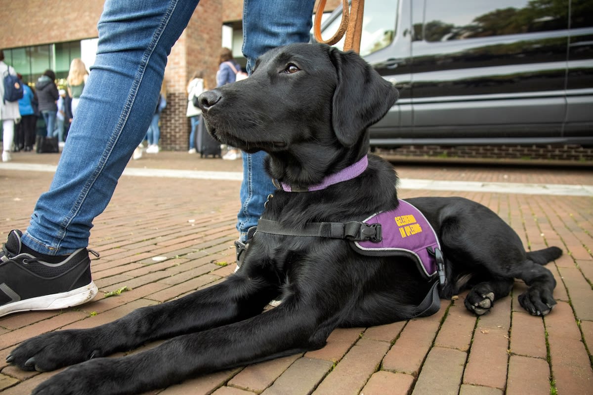 Cockapoo Who Can't Contain Her Joy While 'Reuniting With College ...