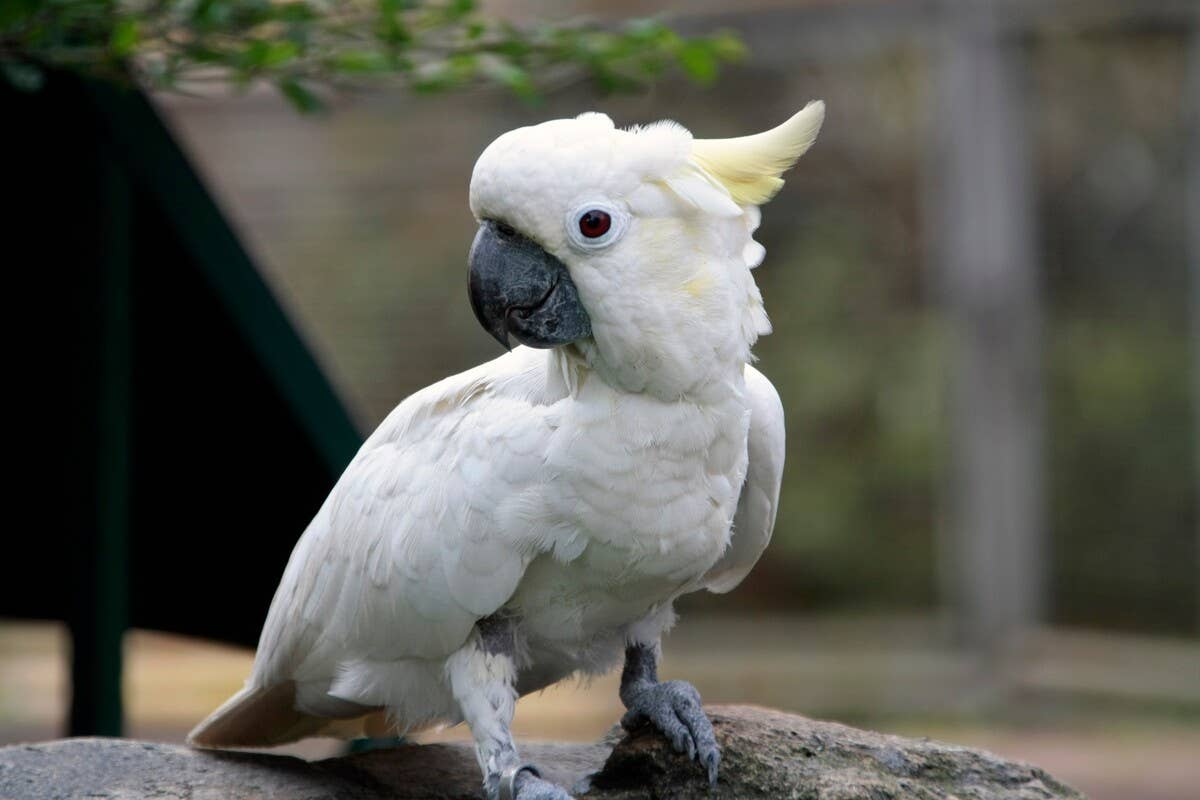 This Dancing Cockatoo Is Honestly a Whole Mood - PetHelpful