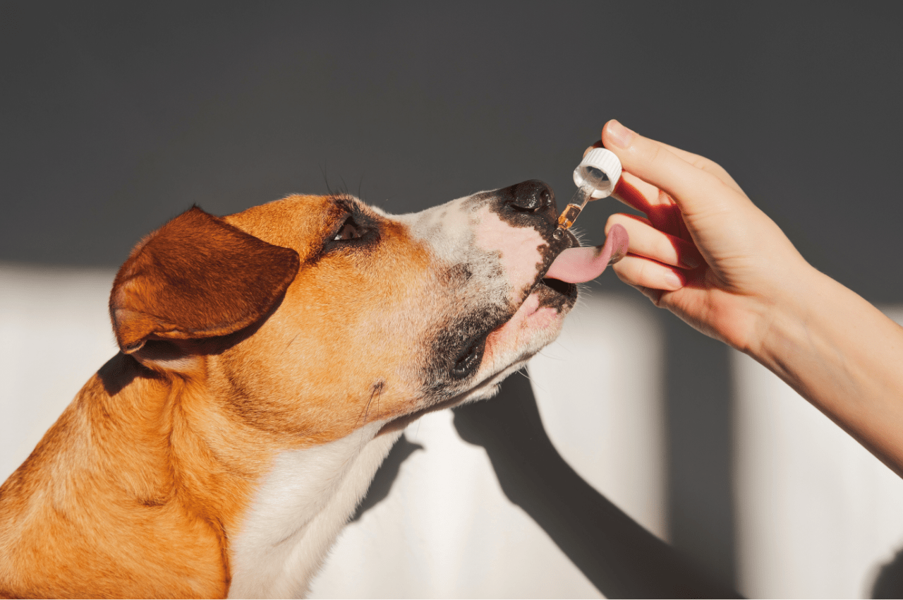 PetHelpful - Helping You in Your Pet Journey