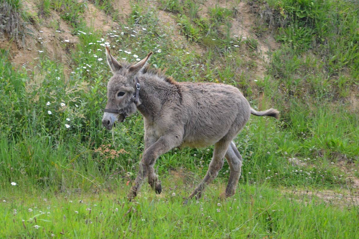 Baby Donkey's Mind-Blowing Speed During Adorable Zoomies Session Is the ...