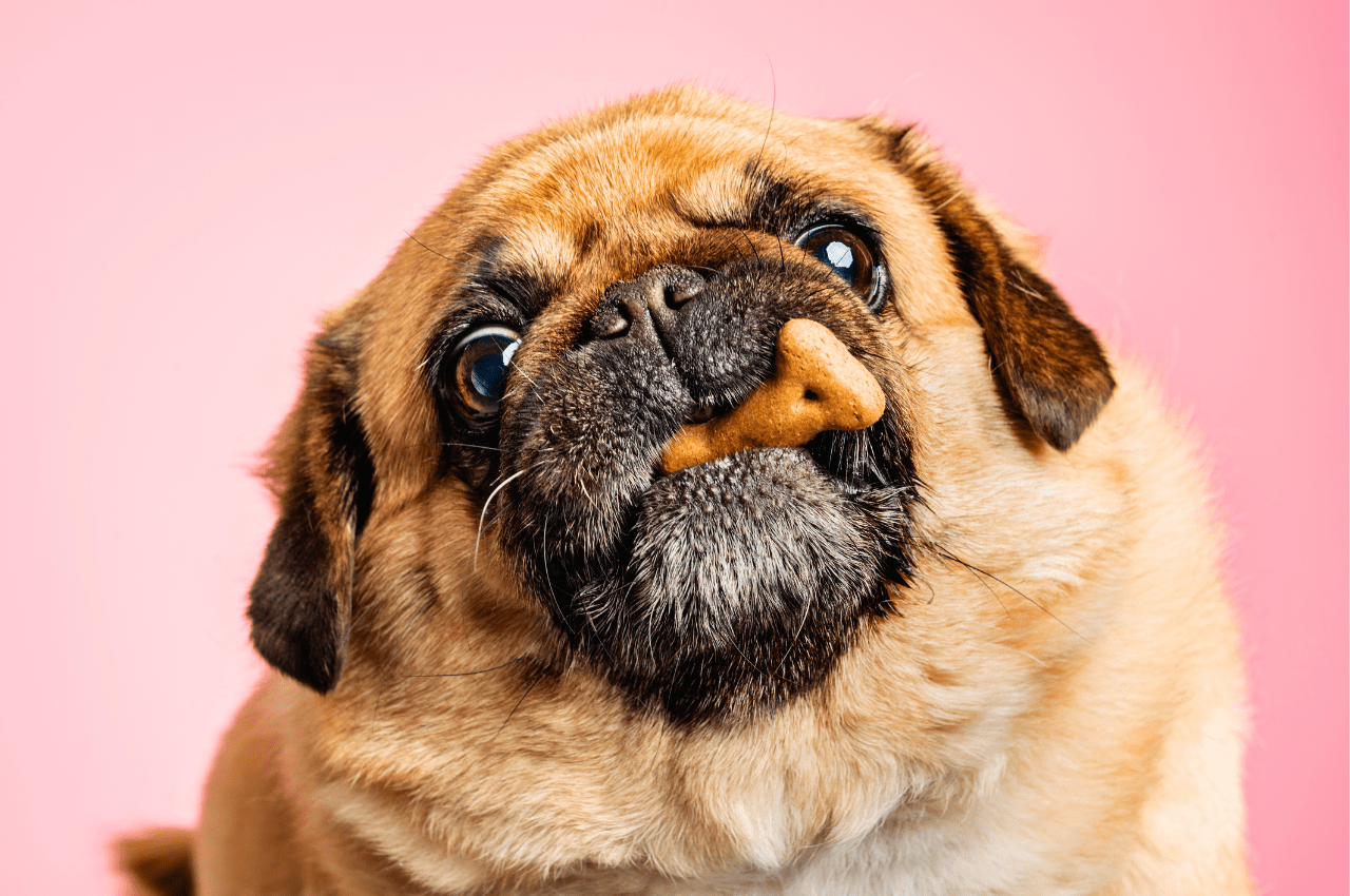 PetHelpful - Helping You in Your Pet Journey