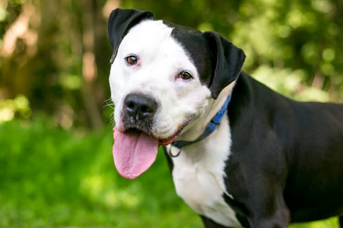 PetHelpful - Helping You in Your Pet Journey