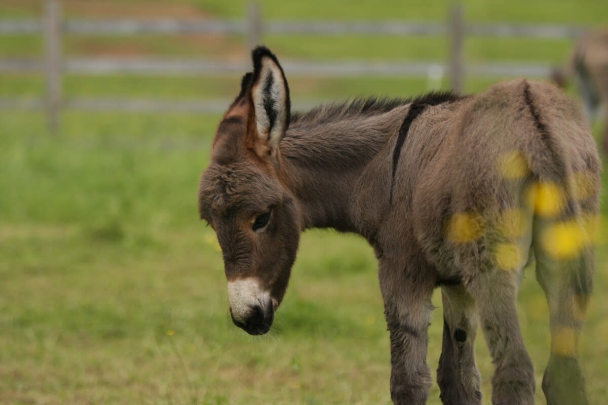 Baby Raccoon Making Friends with Miniature Farm Donkey Is Full of ...