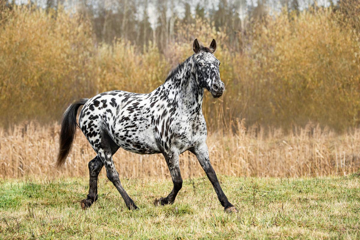 Rare Black Leopard Horse Looks Like a Dalmatian and Everyone's in Awe ...