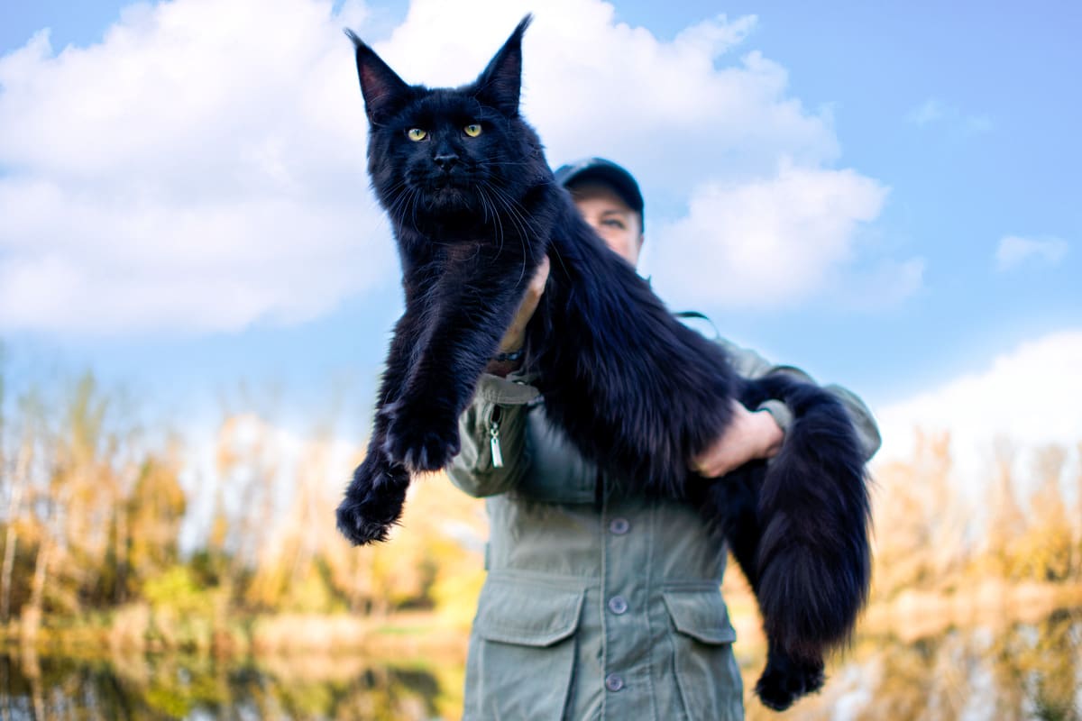 Massive Maine Coon Cat Grows So Big Mom Can Barely Hold Him - PetHelpful